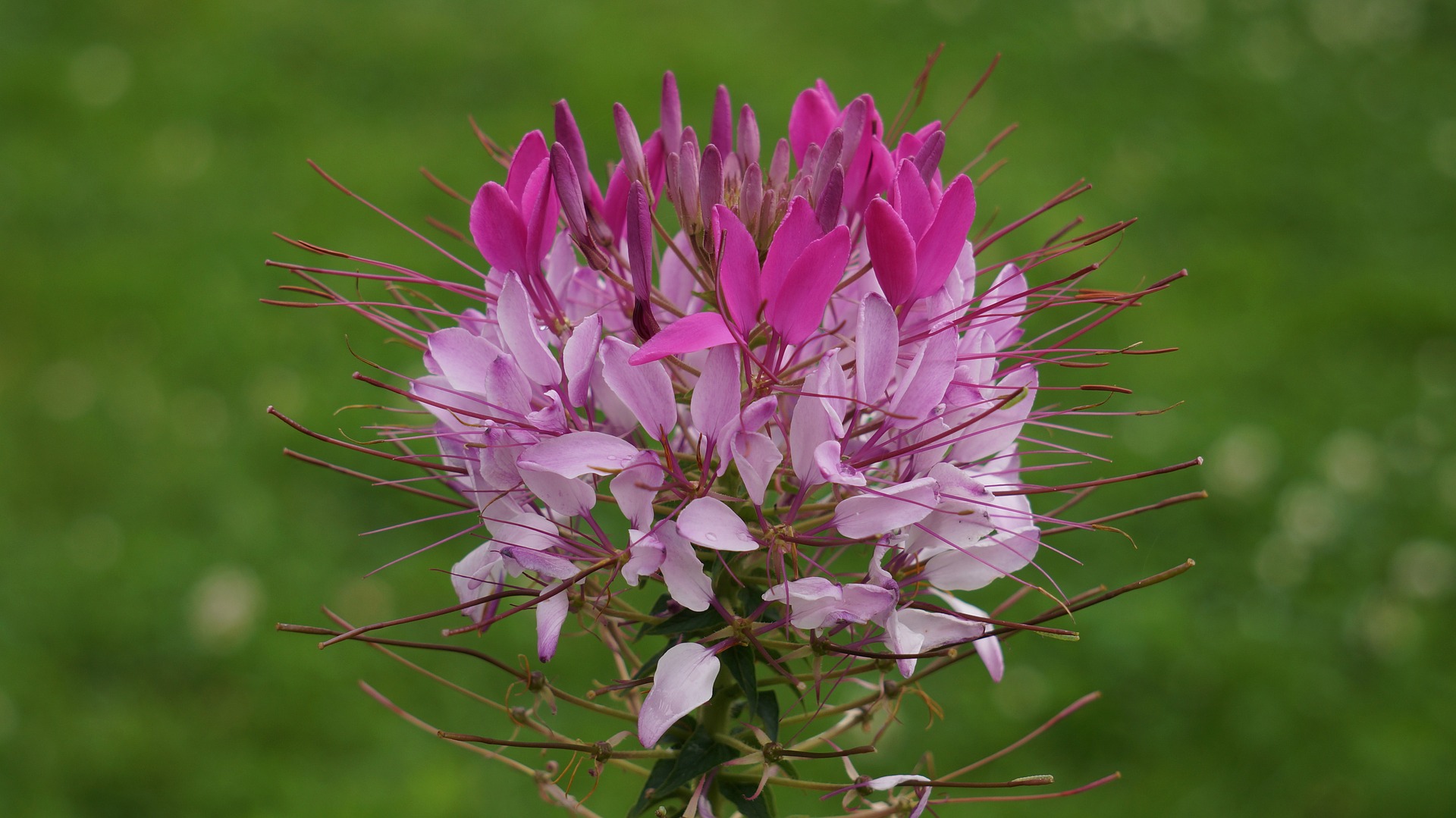Cleome Flower (Spider Flower) Overview – Gardendi