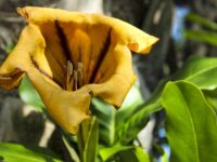 Flower Of The Holy Spirit AKA Dove Orchid – Gardendi