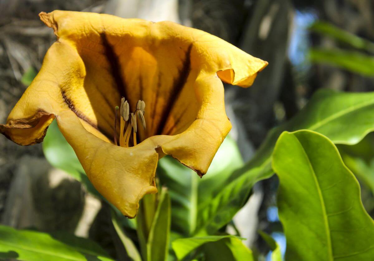 Datura Flower, Known as Jimsonweed – Gardendi