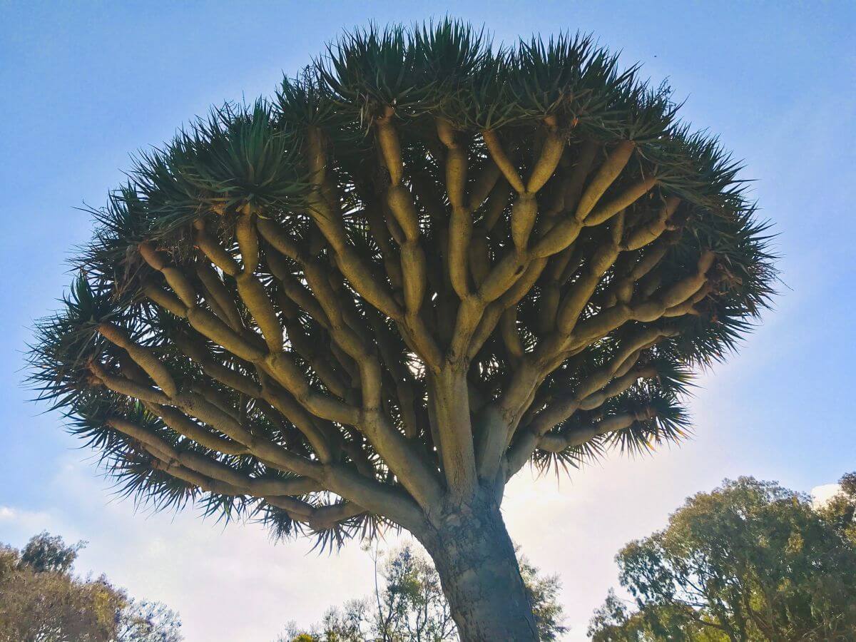Dragon Tree Plant Care Guide (Dracaena Marginata) – Gardendi