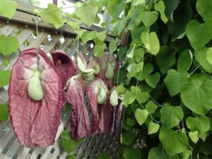 Pikake Flower: Plant Information and Guide – Gardendi