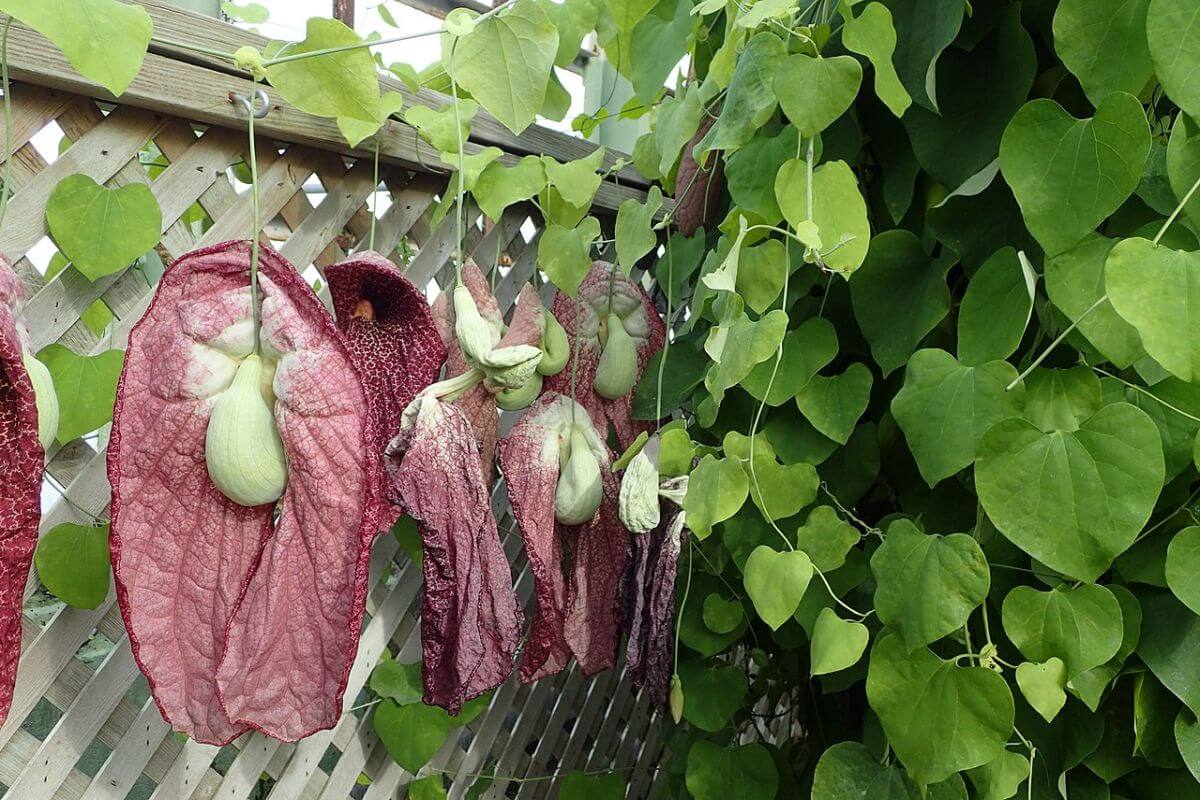 Duck Flower: About Duck Flower Detox – Gardendi