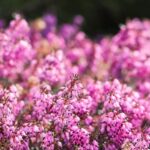 Acacia Flower Guide & Care Tips – Gardendi