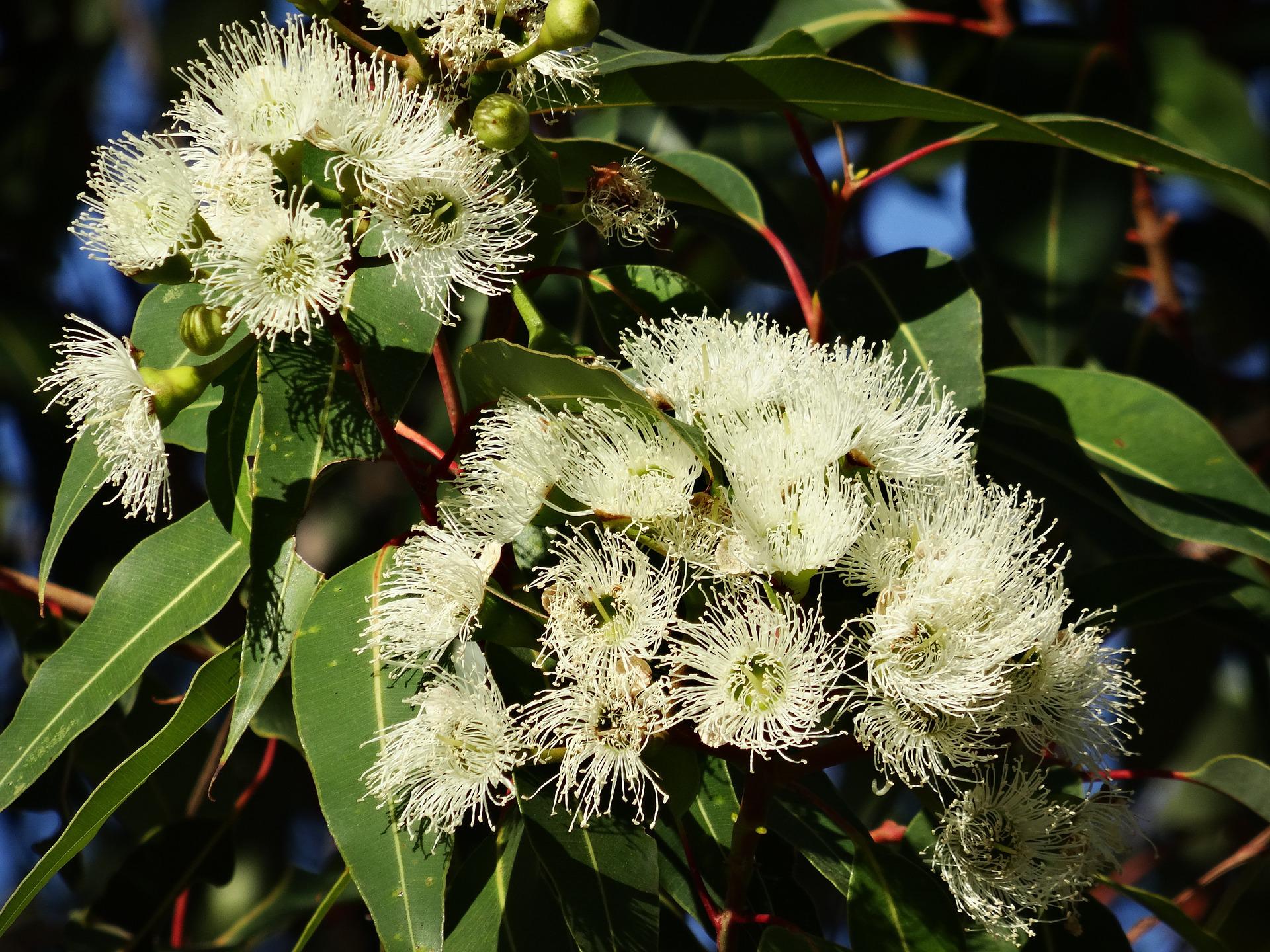 Eucalyptus Flower: An Oddity of the Eucalyptus Tree – Gardendi