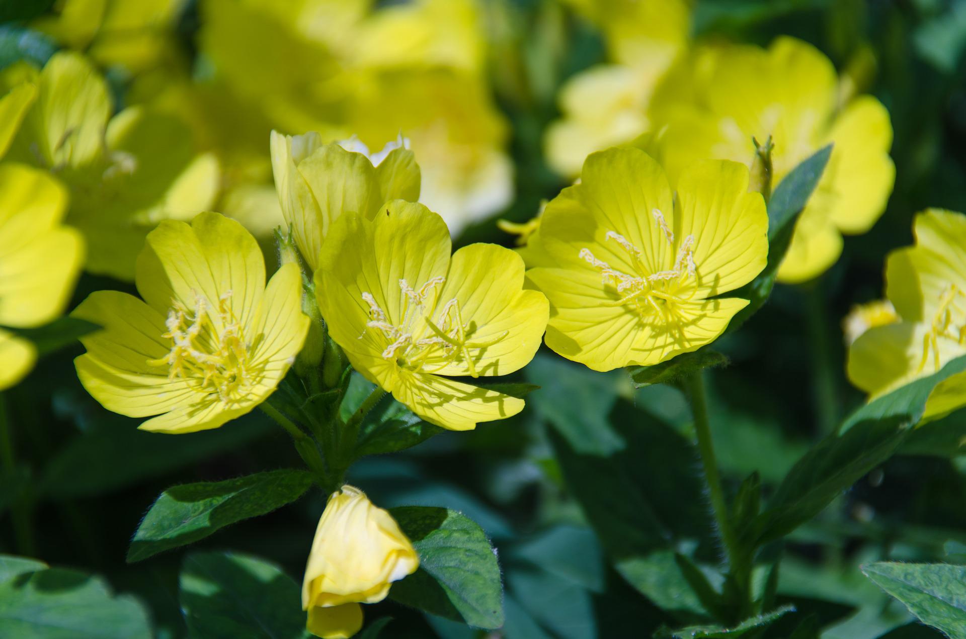 Evening Primrose Flower – Oenothera Biennis – Gardendi