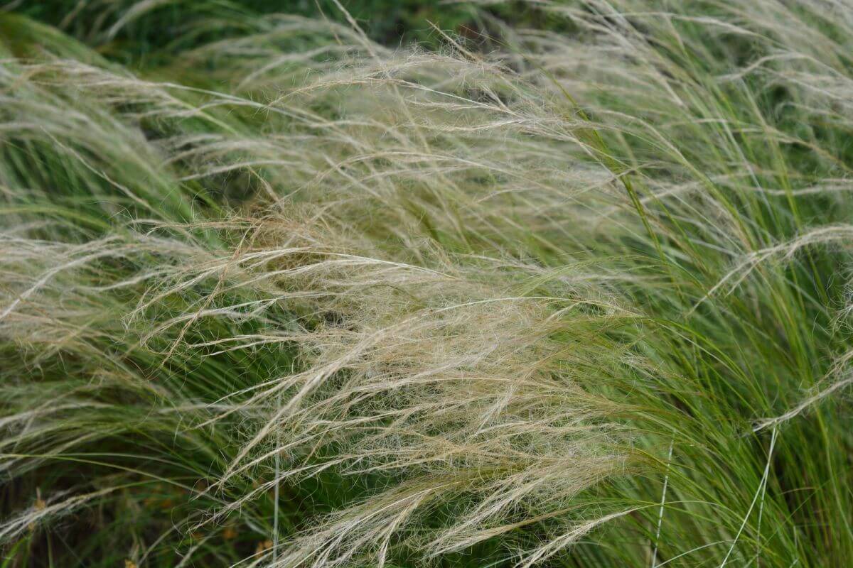 Feather Grass (Stipa Tenuissima) Characteristics & Tips – Gardendi