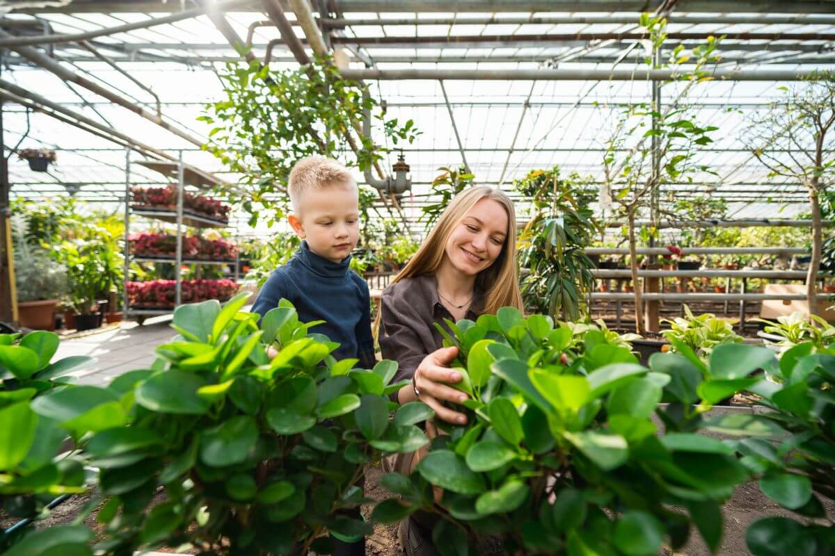 Foliage Plant Care and Types of Indoor Foliage Plants – Gardendi