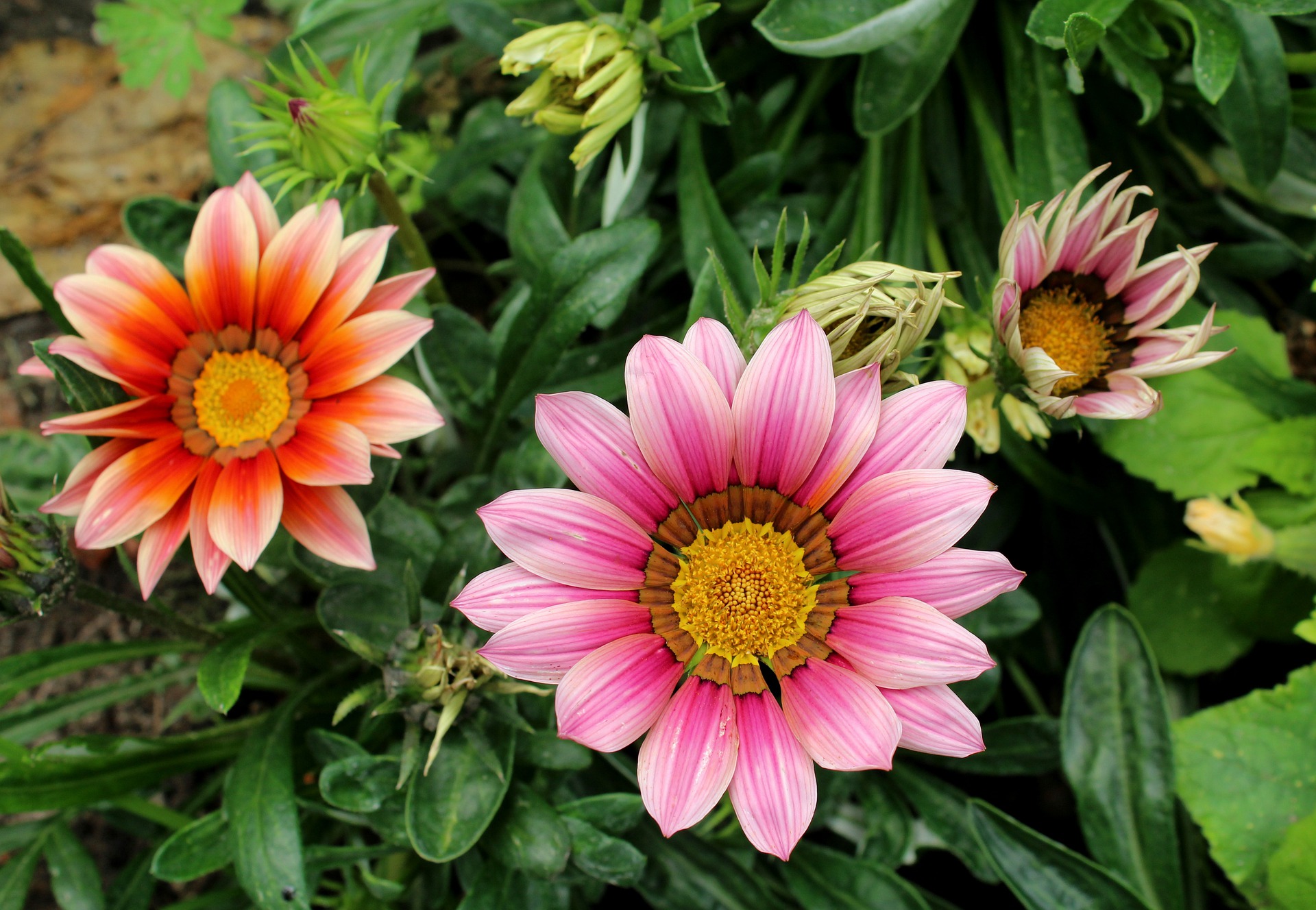 Gazania Flower (Treasure Flower) Guide – Gardendi