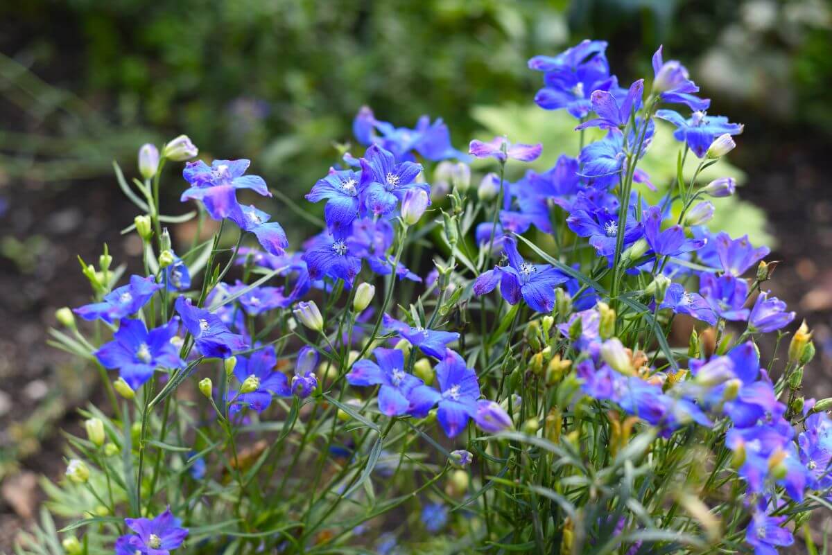 Gentian Flower (Gentiana) Plant Guide – Gardendi