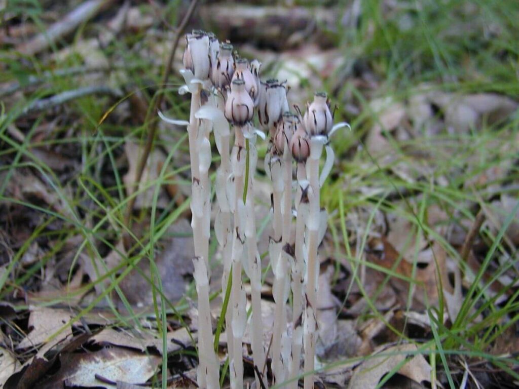 Azucena Flower (Polianthes Tuberose) Facts – Gardendi