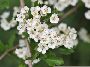 Pikake Flower: Plant Information and Guide – Gardendi