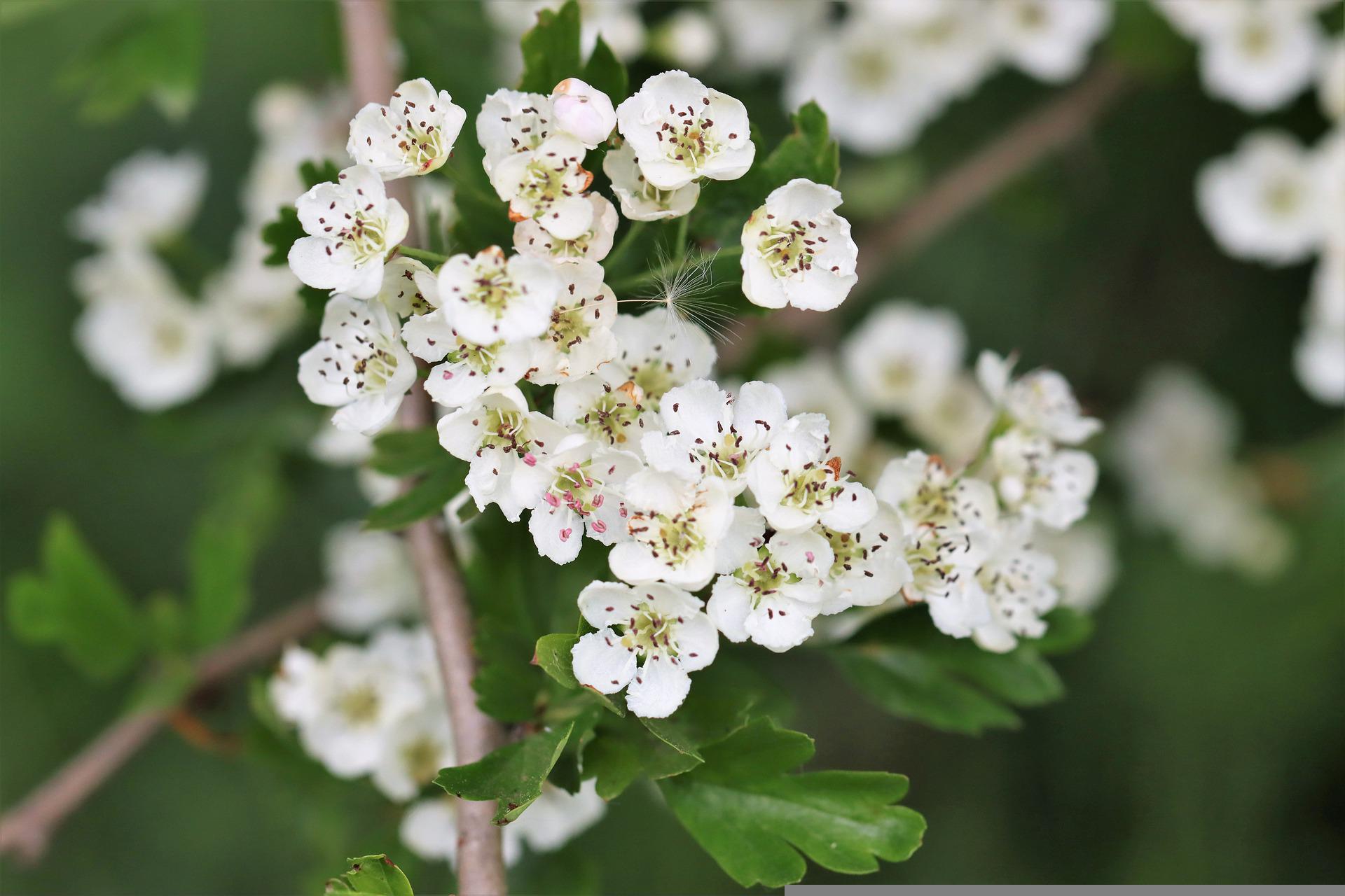 Hawthorne Flower & Blossoming Hawthorn Trees Info – Gardendi