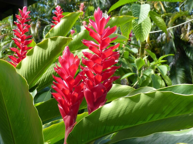 Pikake Flower: Plant Information and Guide – Gardendi