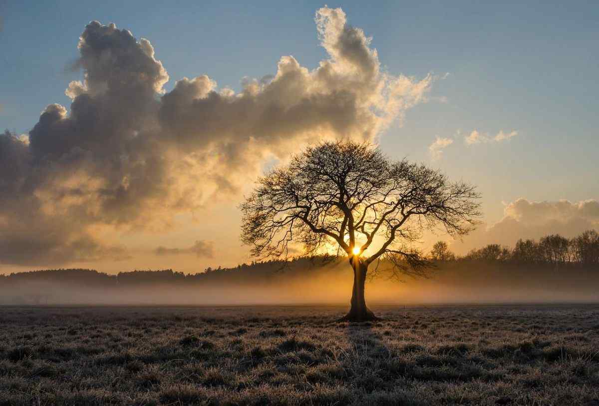 How Long Does It Take for a Tree to Grow? – Gardendi