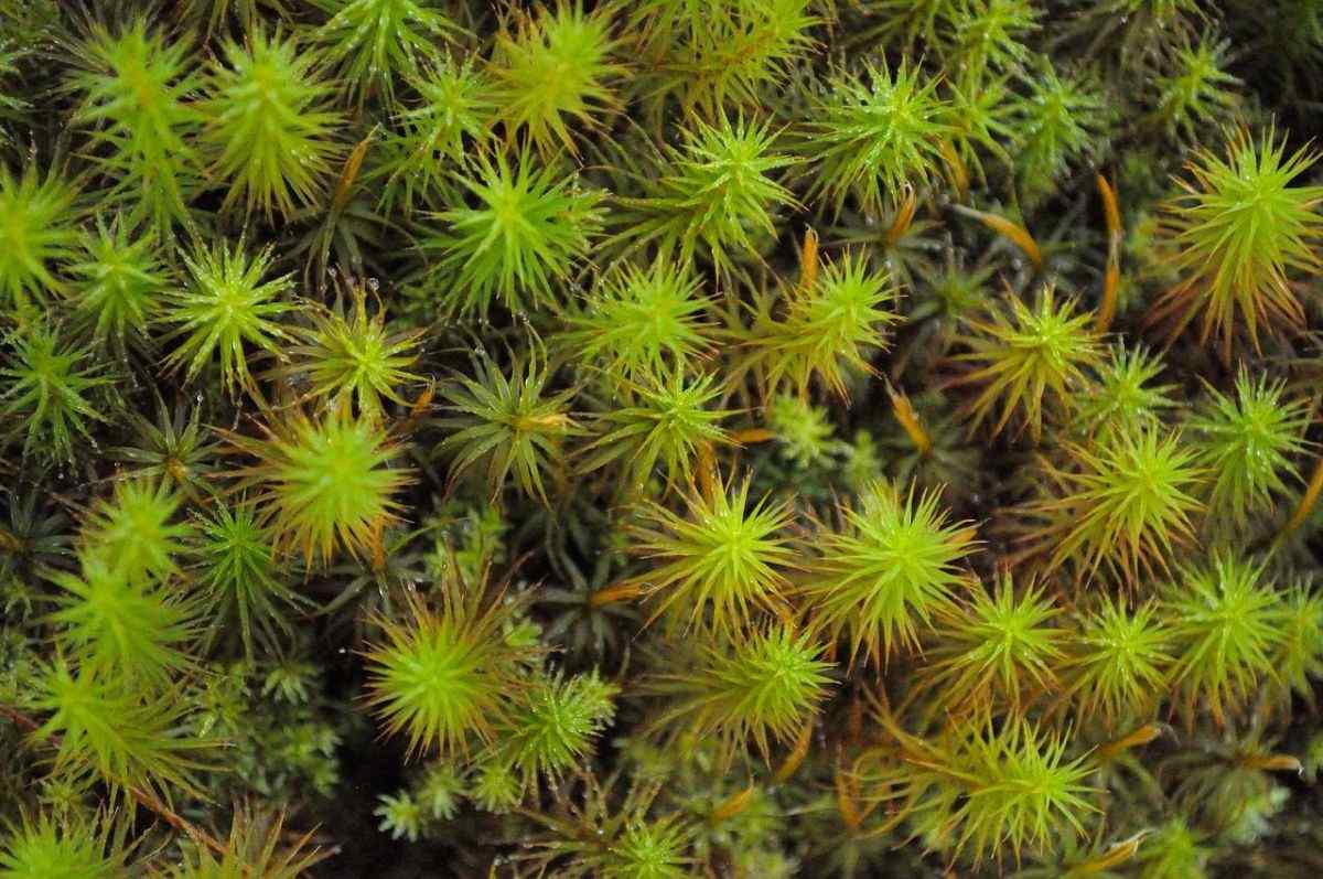 How to Grow Moss – Create Your Own Moss Garden – Gardendi