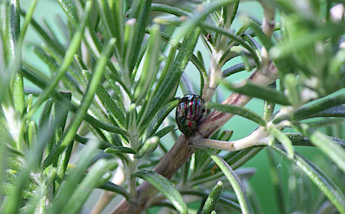 How to Grow Rosemary from Cuttings (or Propagate It) – Gardendi
