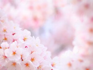 Pikake Flower: Plant Information and Guide – Gardendi