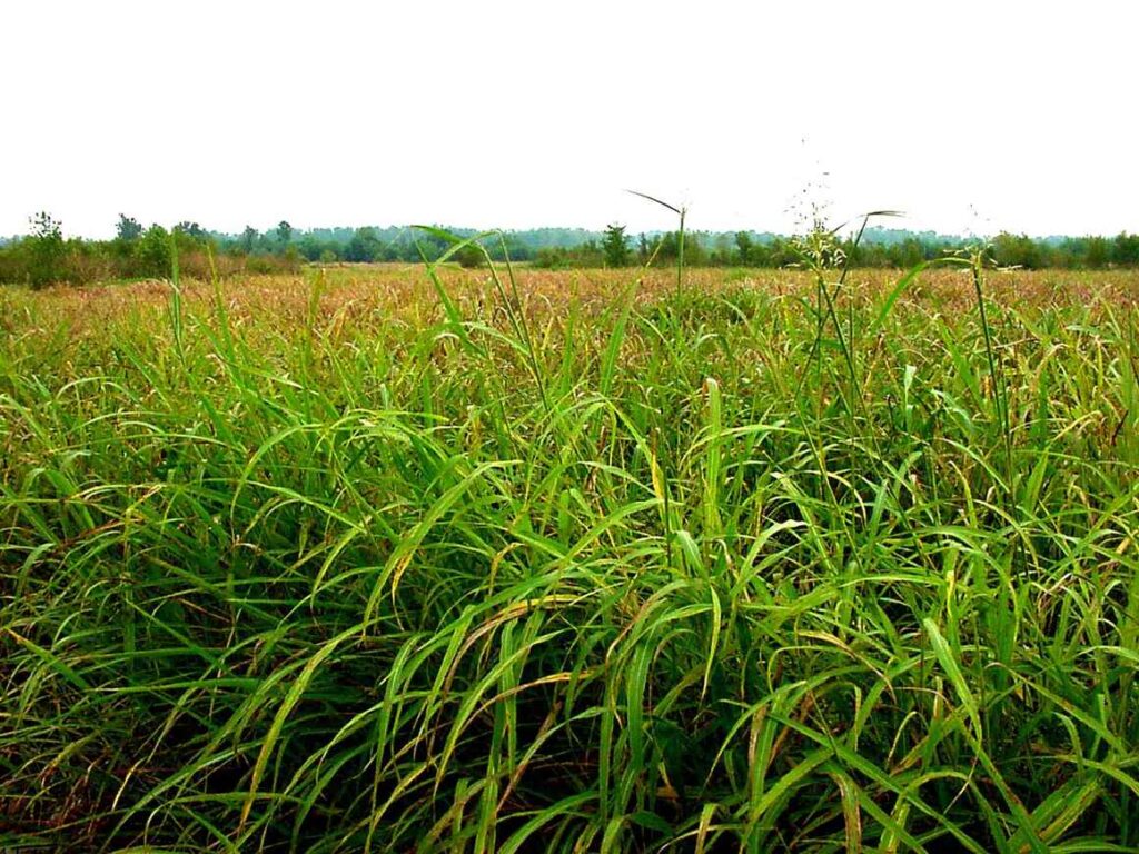 Nut Grass (Nutsedge): Controling Nutgrass Weed – Gardendi