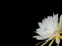 Pikake Flower: Plant Information and Guide – Gardendi