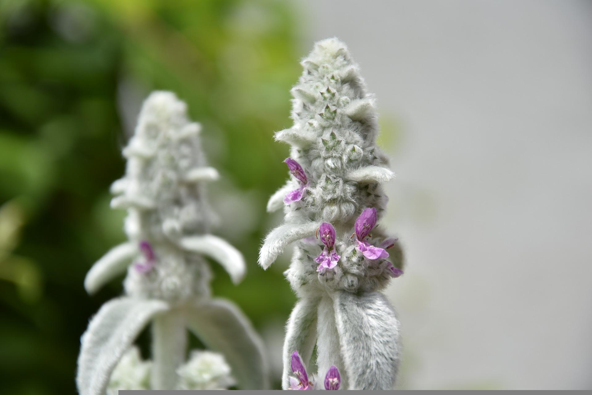 Lambs Ear Flower (Stachys Byzantina): Silver Perennial – Gardendi