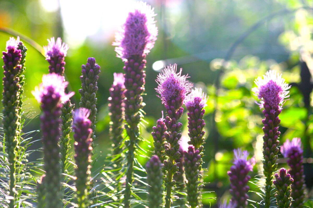 Liatris Flower – Growing Blazing Star (Liatris Spicata) – Gardendi