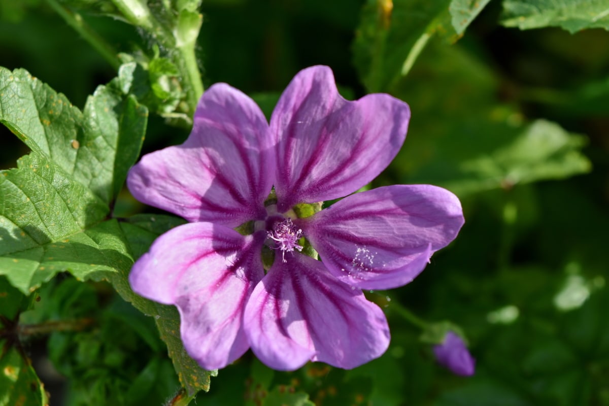 Mallow Flower – Growing Guide & Tips – Gardendi