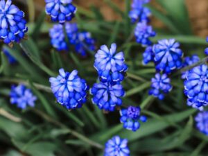 Asphodel Flower Guide. Asphodelus Care & Symbolism – Gardendi