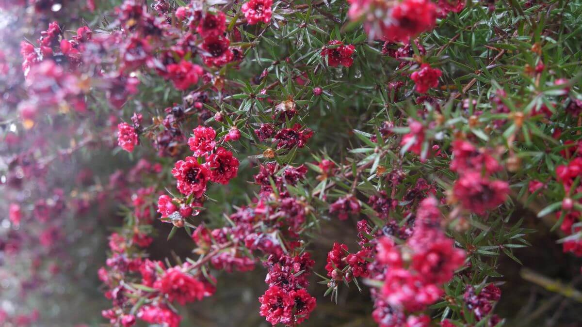 Myrtle Flower: All About Myrtus Communis – Gardendi