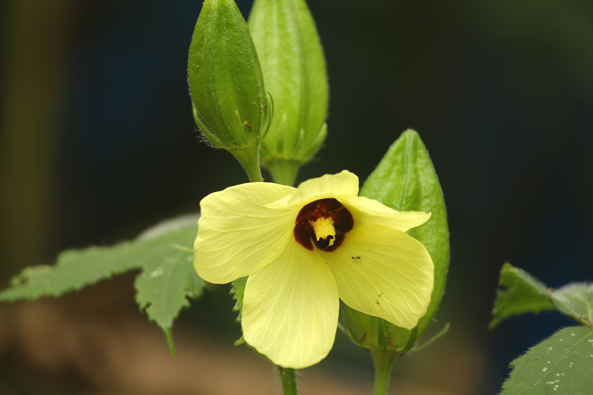 Okra Flower: How to Grow Okra Plants – Gardendi