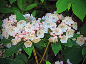 Pikake Flower: Plant Information and Guide – Gardendi