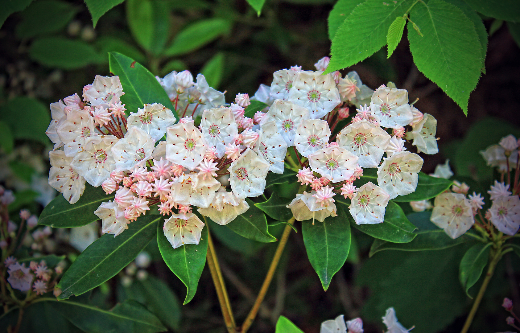 PA State Flower: The Mountain Laurel – Gardendi