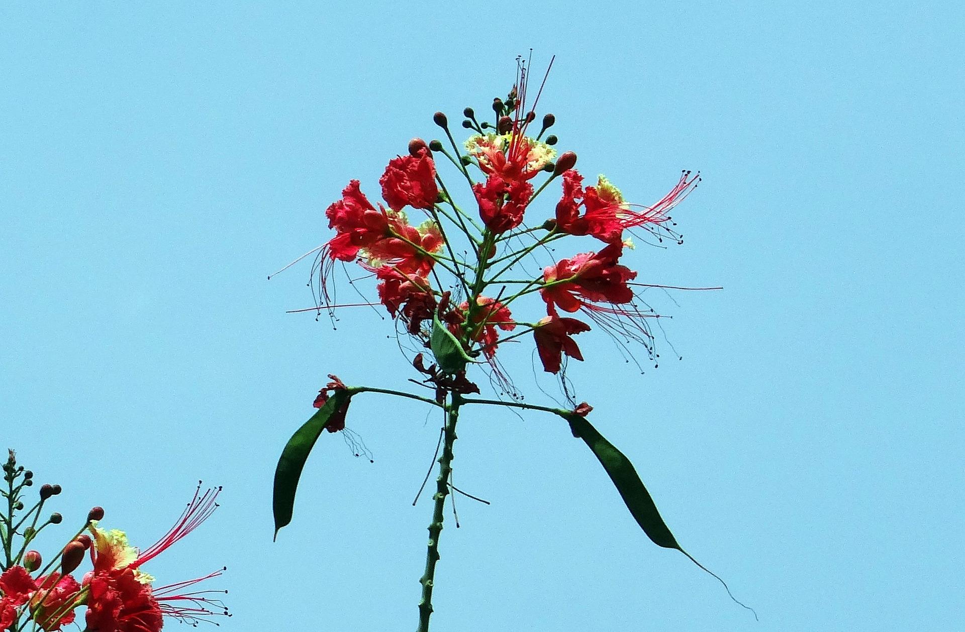 Peacock Flower Tree – Caesalpinia Pulcherrima – Gardendi