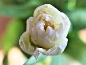 Kadupul Flower. A Guide to the Queen of the Night – Gardendi