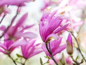 Pikake Flower: Plant Information and Guide – Gardendi