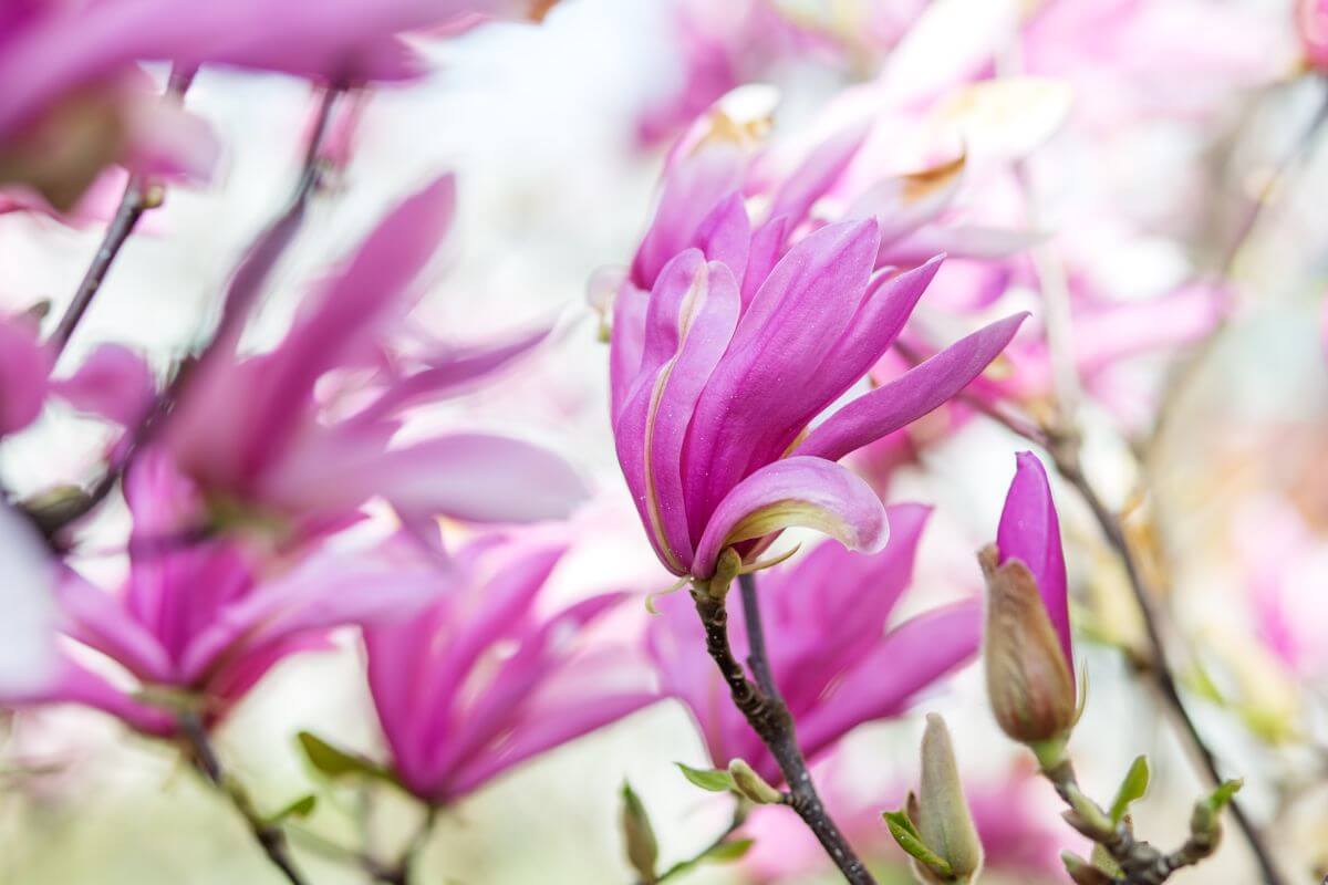 Pink Magnolia Flower – Types of Magnolia Trees in Pink – Gardendi