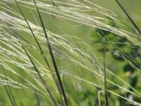 Elephant Grass: All About Pennisetum Purpureum – Gardendi
