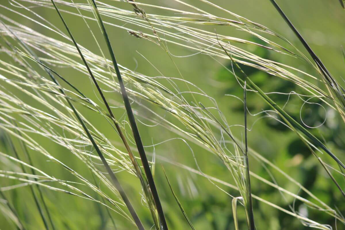 Porcupine Grass: Miscanthus Sinensis Strictus – Gardendi