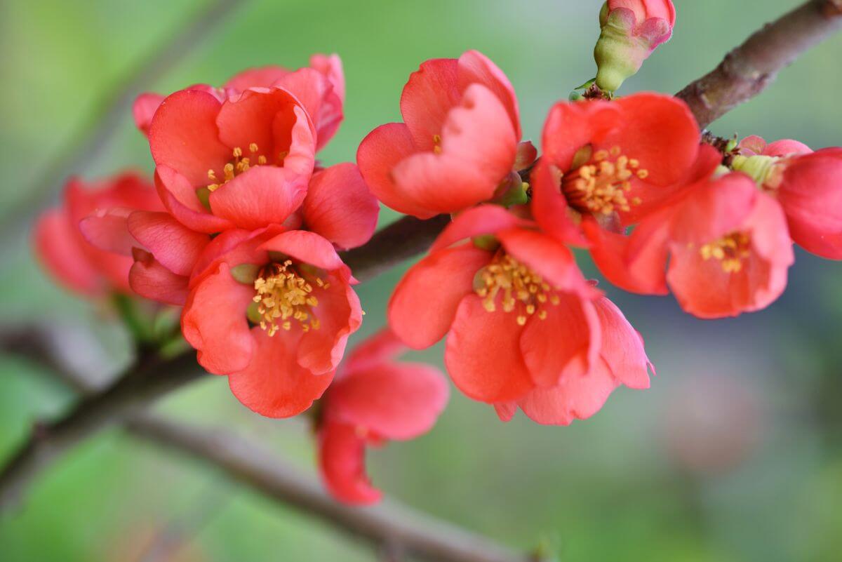 Quince Flowers (Chaenomeles Speciosa Shrub) – Gardendi