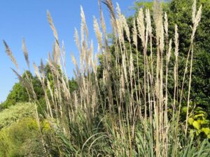 Aztec Grass: How to Plant and Care for Aztec Lilly – Gardendi