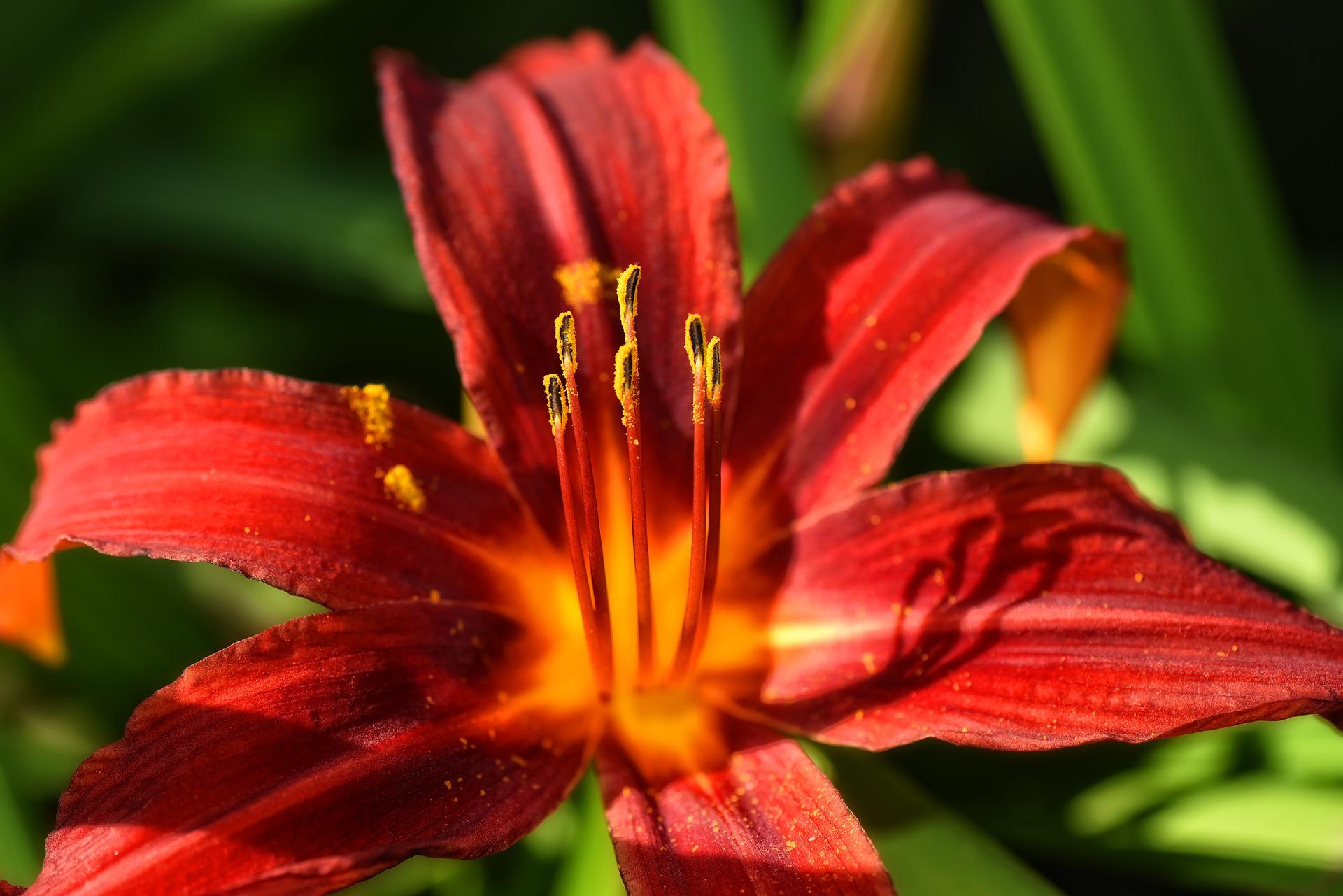 Red Lily Flower – A Lilium Phenomenon – Gardendi