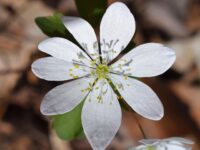 Pikake Flower: Plant Information and Guide – Gardendi