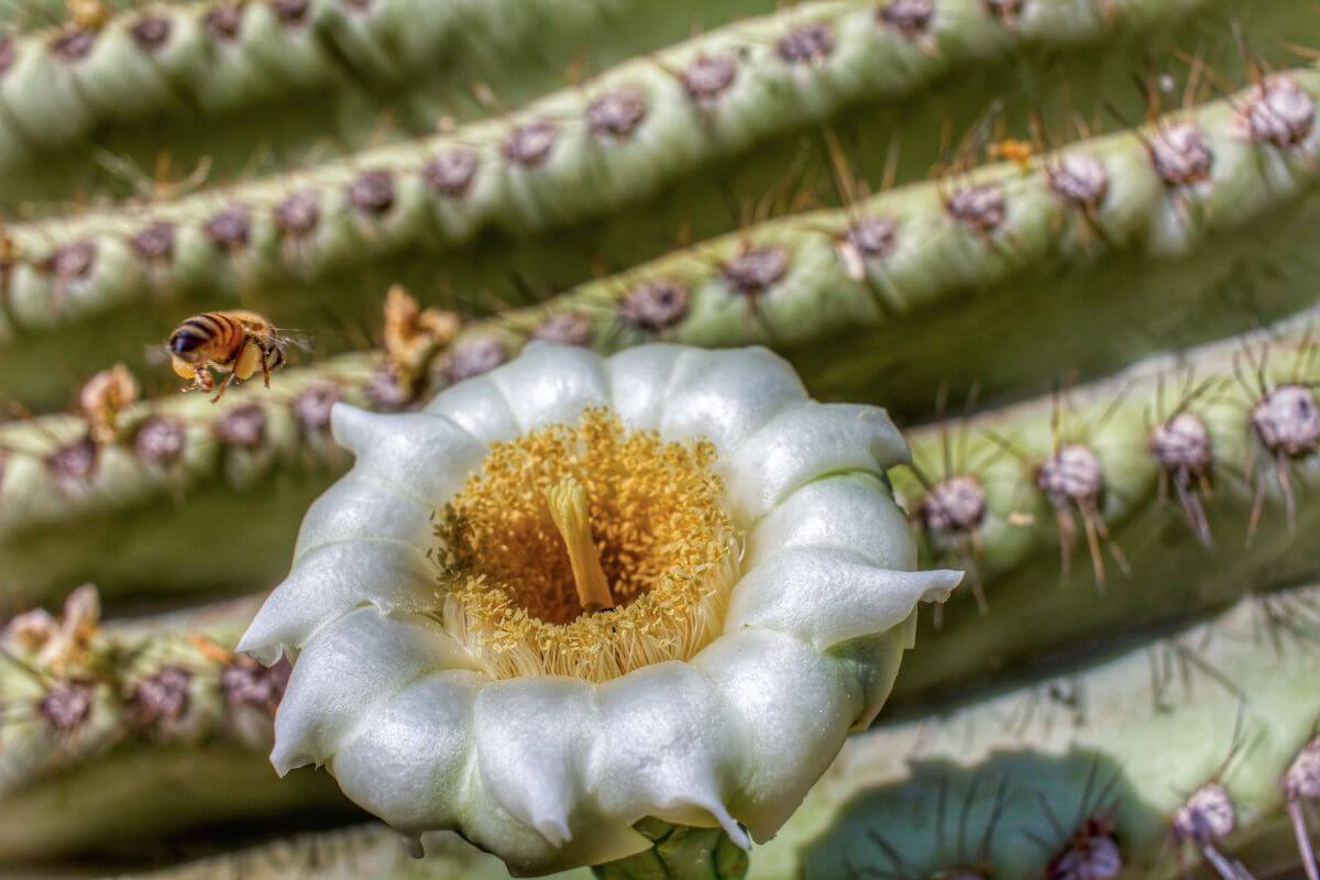 Saguaro Flowers – Saguaro Cactus Blossom Facts – Gardendi