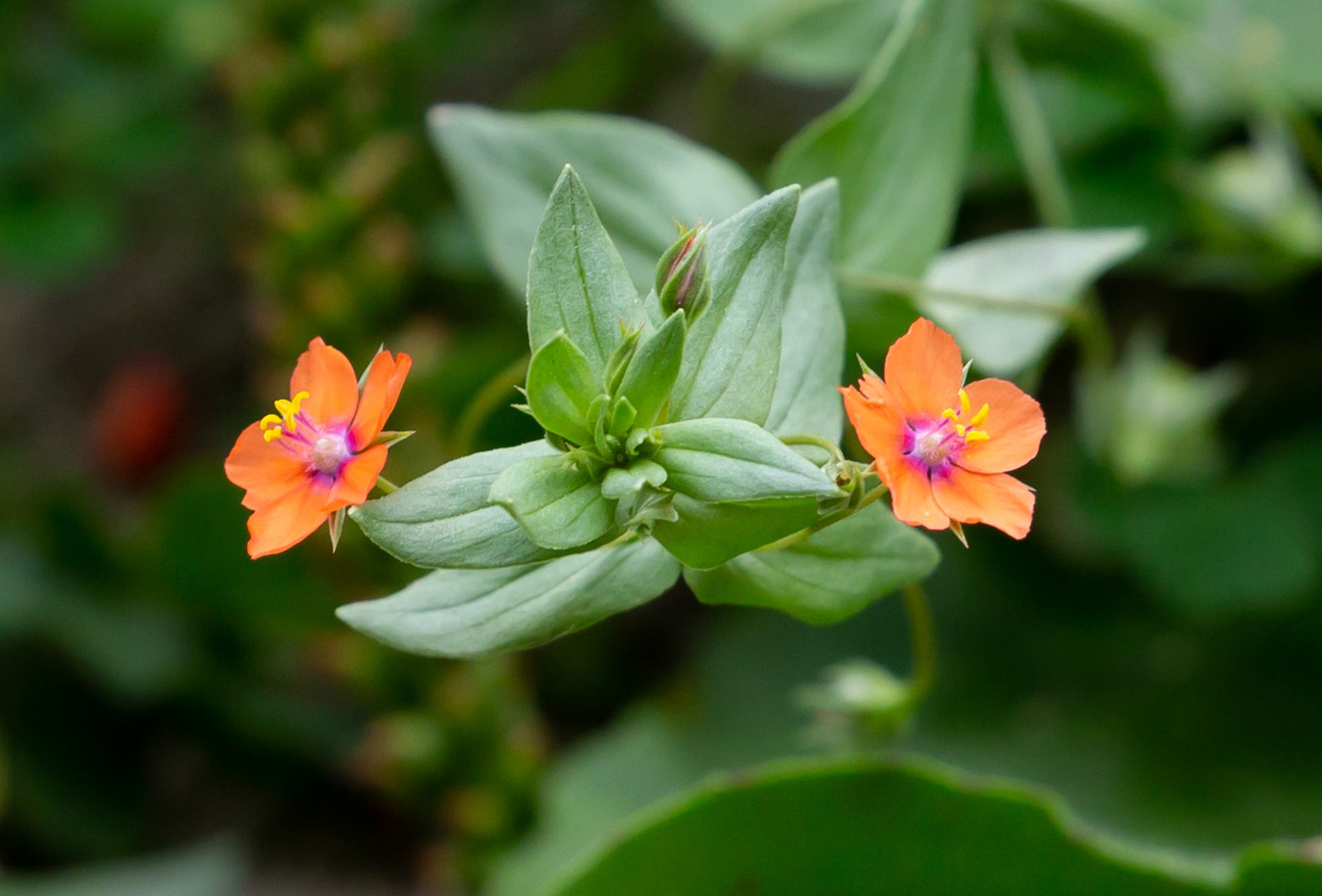 Scarlet Pimpernel Flower (Arvensis): A Wildflower – Gardendi