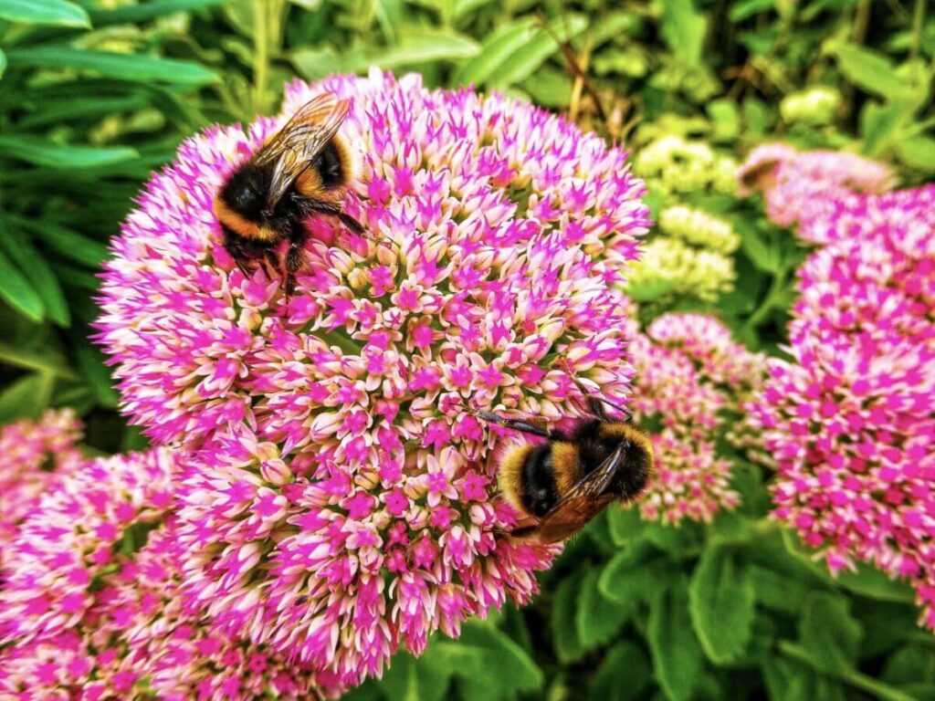 Kadupul Flower. A Guide to the Queen of the Night – Gardendi