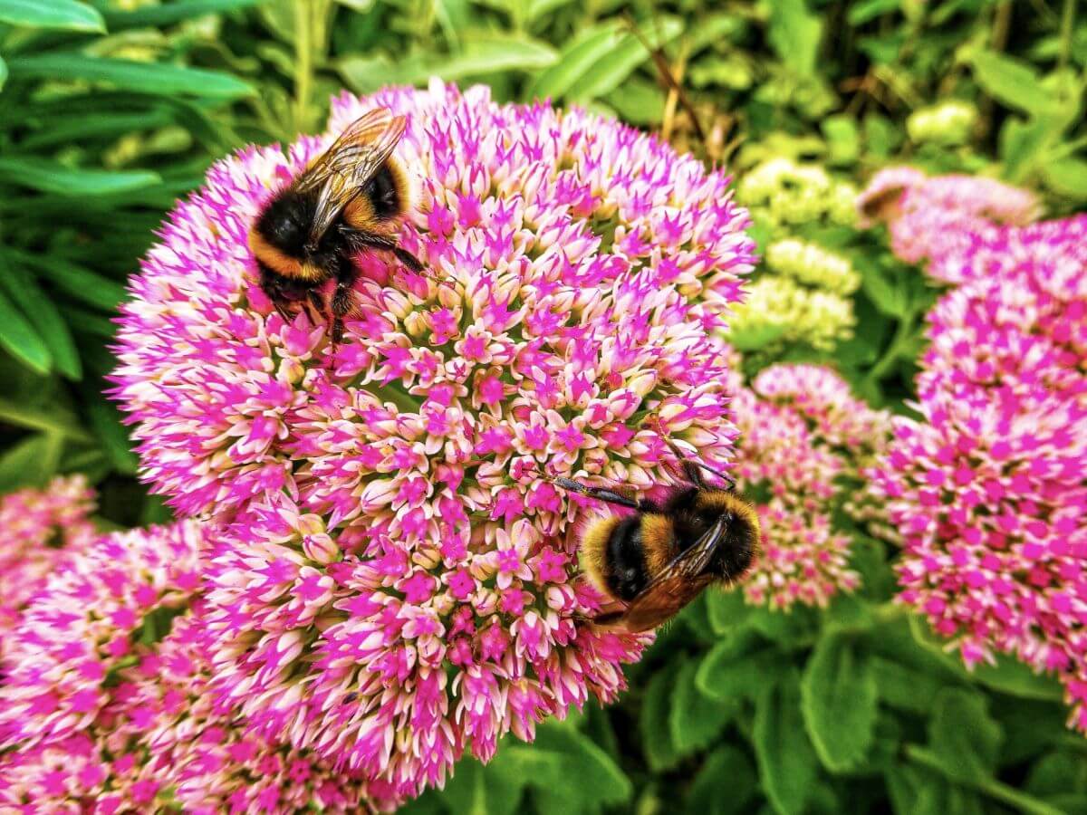 Peacock Flower Tree – Caesalpinia Pulcherrima – Gardendi