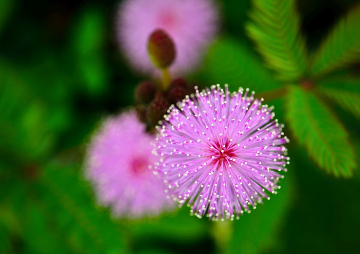 Sensitive Plant Care – Mimosa Pudica Growing Guide – Gardendi