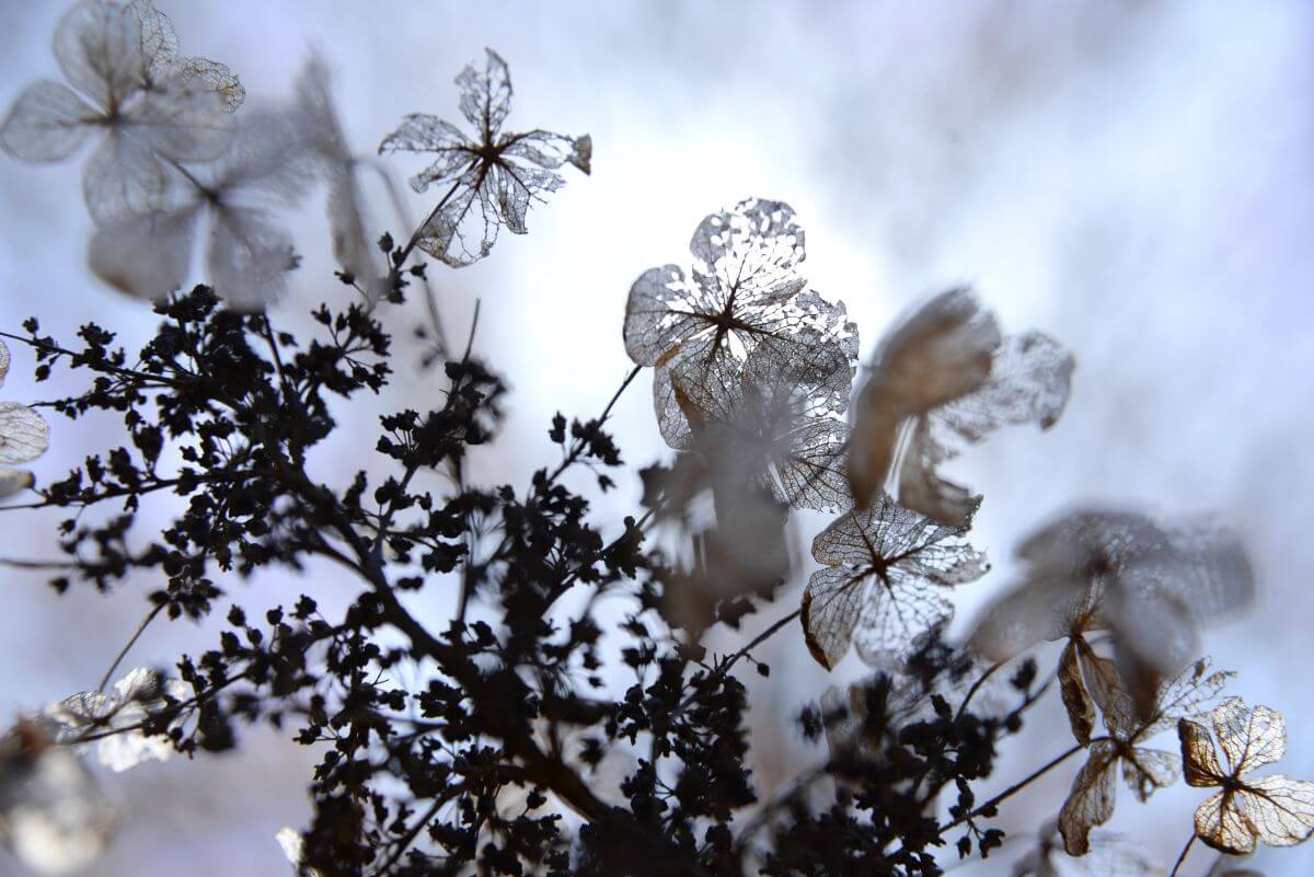 Skeleton Flower: A Transparent Plant – Gardendi