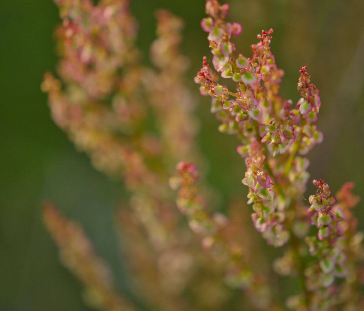 Sorrel Flowers – Red Sorrel (Rumex Acetosella) & More – Gardendi