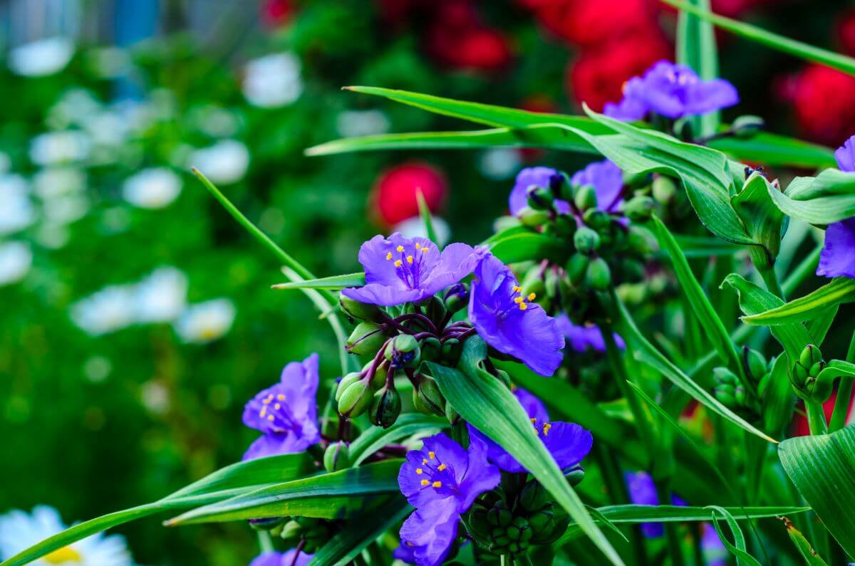 Spiderwort Flower Guide. Tradescantia Species – Gardendi