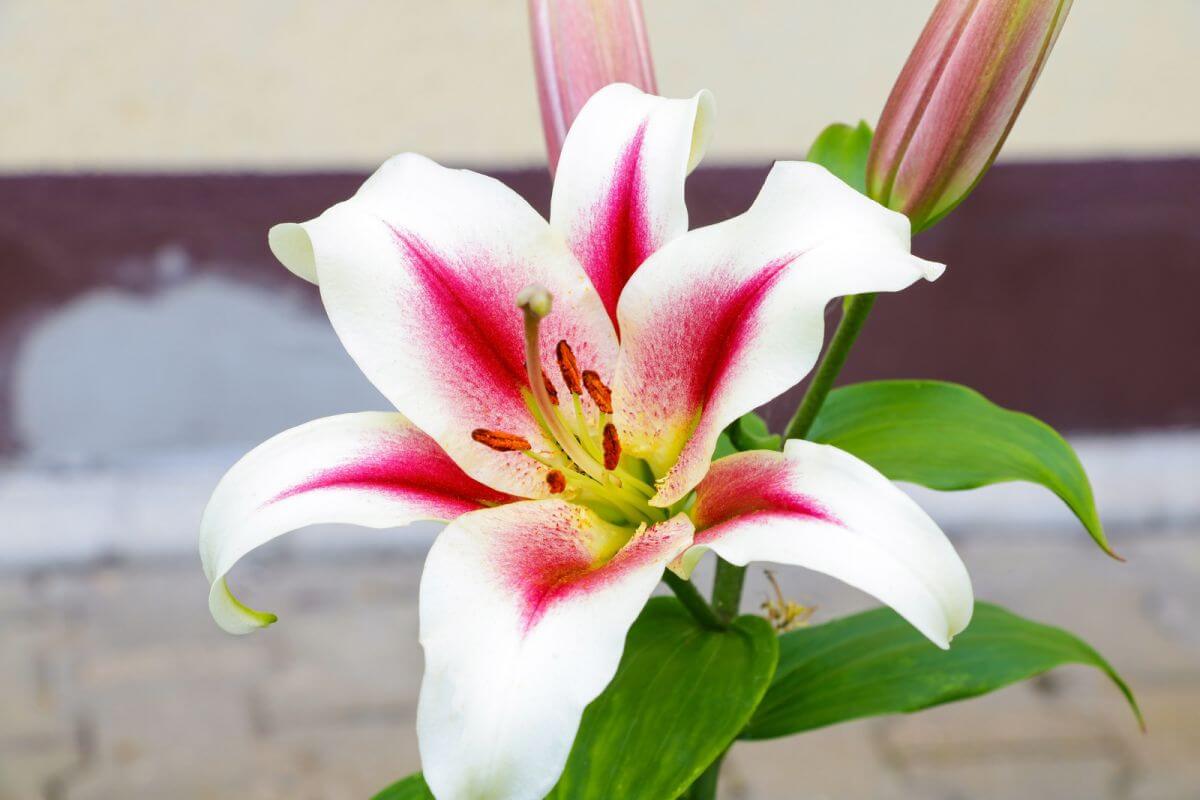 Stargazer Flower: An Oriental Lily – Gardendi